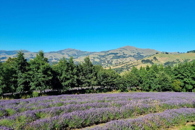 Akaroa Lavender Seasonal Guided Tour Experience - A Closer Look at the Lavender Experience