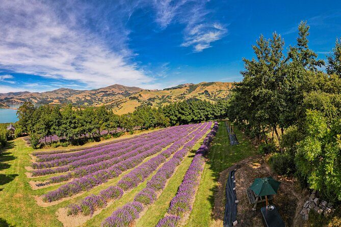 Akaroa Lavender Seasonal Guided Tour Experience - Authentic, Sustainable, and Enjoyable