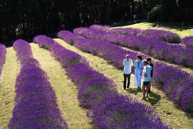 Akaroa Lavender Seasonal Guided Tour Experience - Who Will Get the Most from This Tour?