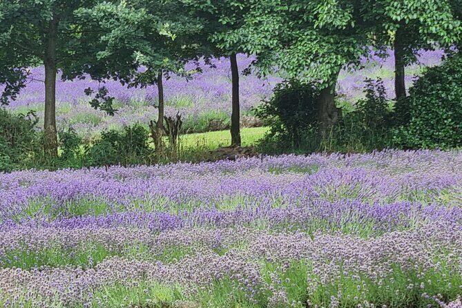 Akaroa Lavender Seasonal Guided Tour Experience - FAQ