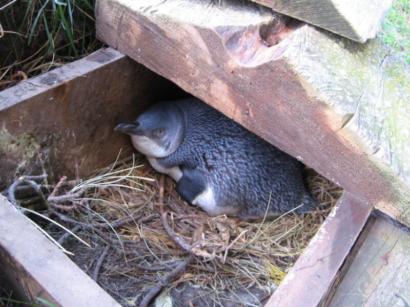 Akaroa: Pohatu Little Penguins 3-Hour Evening Experience - Detailed Breakdown of the Itinerary