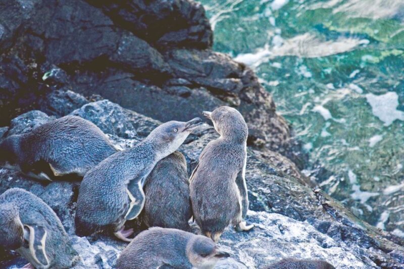 Akaroa: Pohatu Little Penguins 3-Hour Evening Experience - Cost, Value, and Practical Considerations