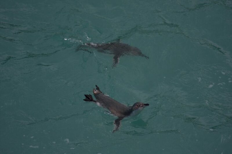Akaroa: Pohatu Little Penguins 3-Hour Evening Experience - Who Will Love This Tour?