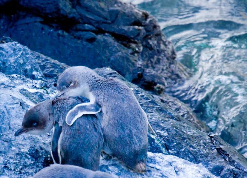 Akaroa: Pohatu Little Penguins 3-Hour Evening Experience - The Sum Up