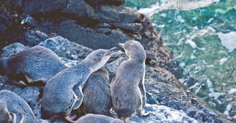 Akaroa: Pohatu Little Penguins 3-Hour Evening Experience - Frequently Asked Questions