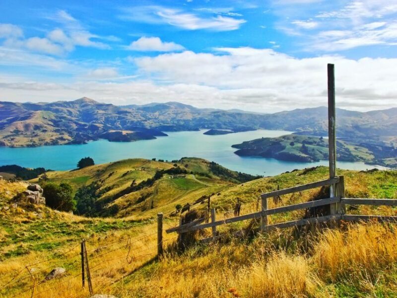 Akaroa: Pohatu Penguins Scenic Nature 2-Hour or 4-Hour Tour - A Deep Dive into the Experience: What to Expect on the Pohatu Penguins Tour