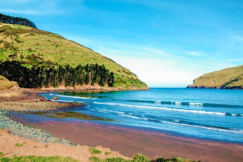 Akaroa: Pohatu Penguins Scenic Nature 2-Hour or 4-Hour Tour - Final Thoughts: Who Will Love This Tour?