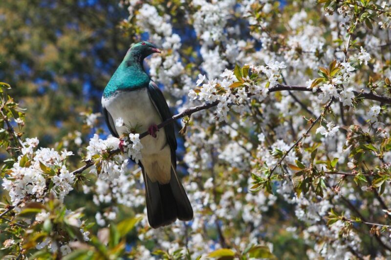 Akaroa: Pohatu Penguins Scenic Nature 2-Hour or 4-Hour Tour - FAQs