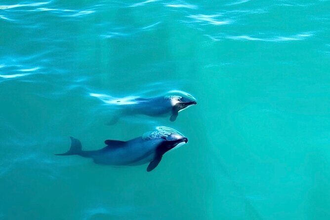 Akaroa Private Day Tour from Christchurch - Final Thoughts
