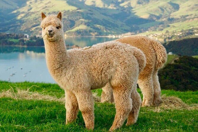 Akaroa Private Group Day Trip from Christchurch - FAQs