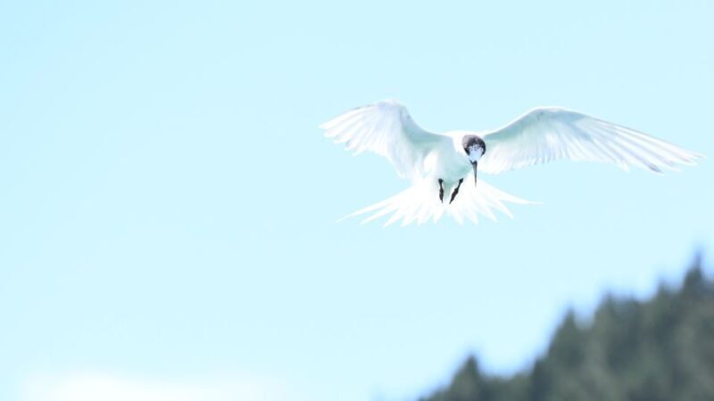 Akaroa: Scenic Coastline Wildlife Cruise - Key Points