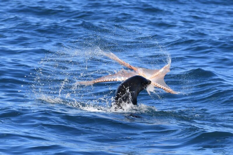 Akaroa: Scenic Coastline Wildlife Cruise - The Sum Up