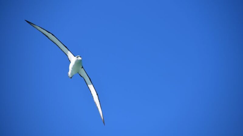 Akaroa: Scenic Coastline Wildlife Cruise - FAQ
