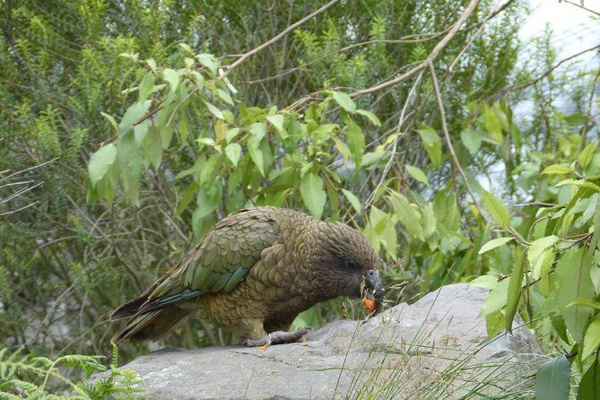 Akaroa Shore Excursion: Banks Peninsula, Christchurch City Tour and Willowbank Wildlife Reserve - FAQ — Your Practical Questions Answered