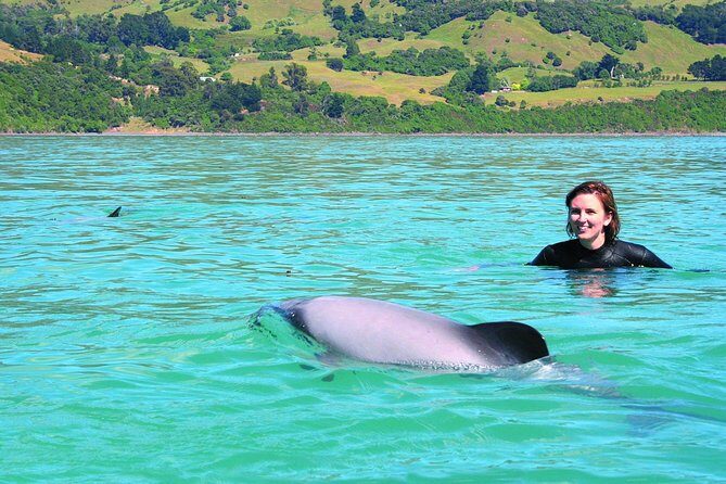 Akaroa Swim with Dolphins Tour from Christchurch - The Full Scoop: What to Expect from This Tour