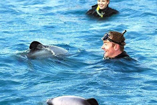 Akaroa Swim with Dolphins Tour from Christchurch - The Reality of Dolphin Encounters