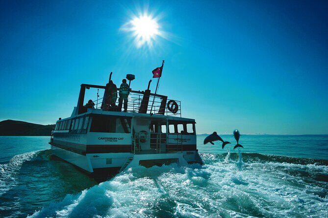 Akaroa Swim with Dolphins Tour from Christchurch - Summary: Who Should Book?