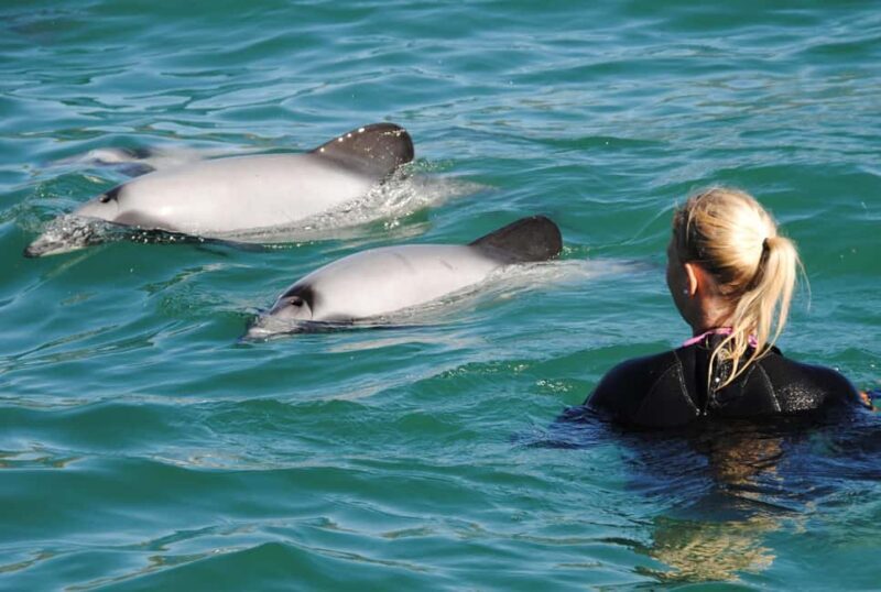 Akaroa: Swimming with Wild Dolphins Experience - Key Points