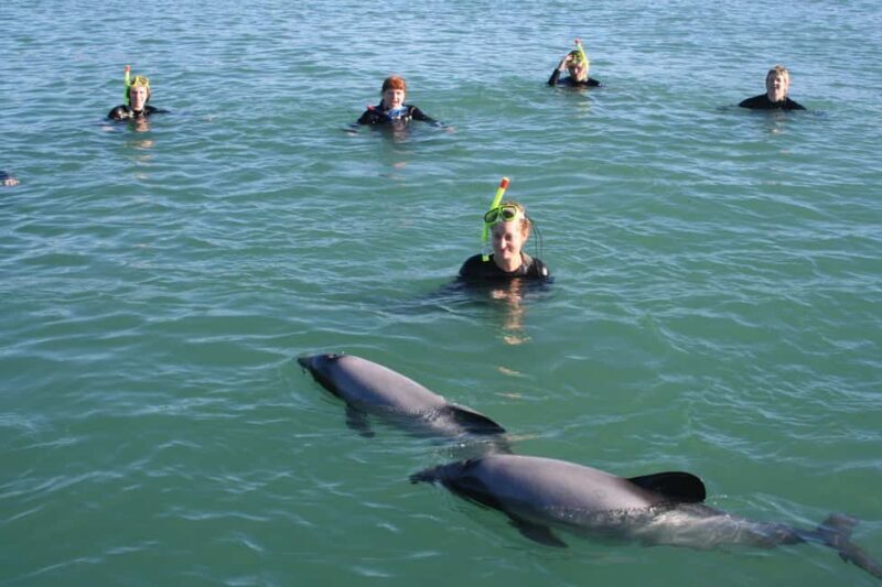 Akaroa: Swimming with Wild Dolphins Experience - The Dolphin Swim