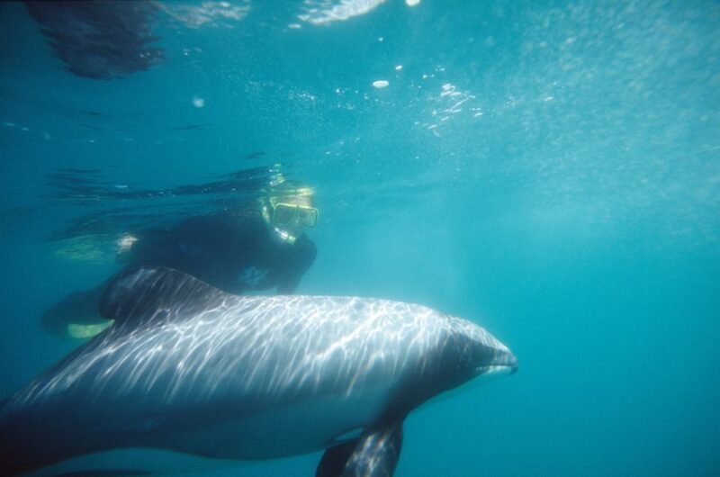 Akaroa: Swimming with Wild Dolphins Experience - Additional Wildlife and Scenic Tour