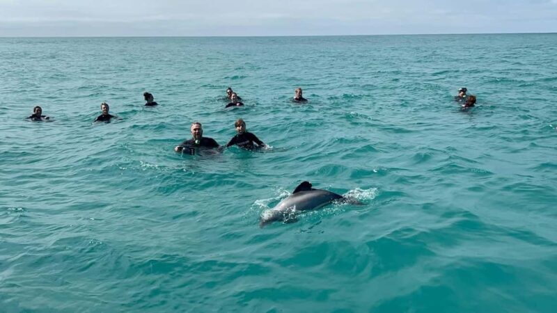 Akaroa: Swimming with Wild Dolphins Experience - Comfort and Convenience