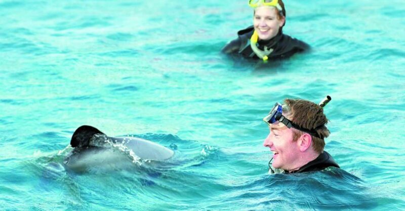 Akaroa: Swimming with Wild Dolphins Experience - The Authenticity and Conservation Focus