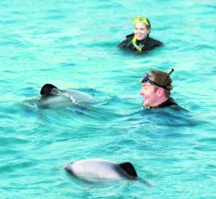 Akaroa: Swimming with Wild Dolphins Experience - Price and Value