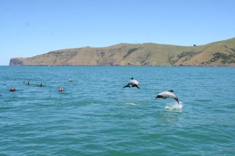 Akaroa: Swimming with Wild Dolphins Experience - Who Will Love This Tour?