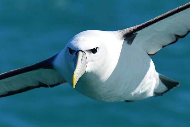 Akaroa Wildlife Cruise - An Introduction to Akaroa Wildlife Cruise
