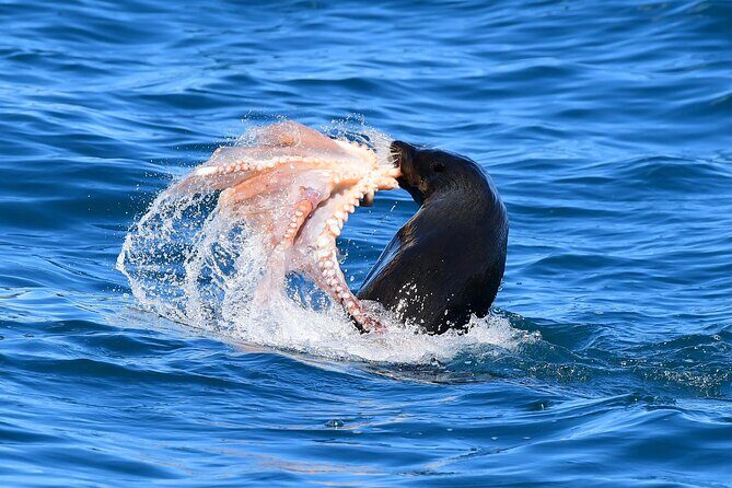Akaroa Wildlife Cruise - The Sum Up