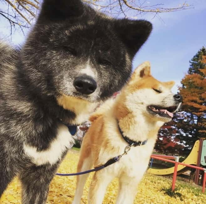 Akita: AKITA DOG DAY! A day tour by public transport - Who Should Consider This Tour?