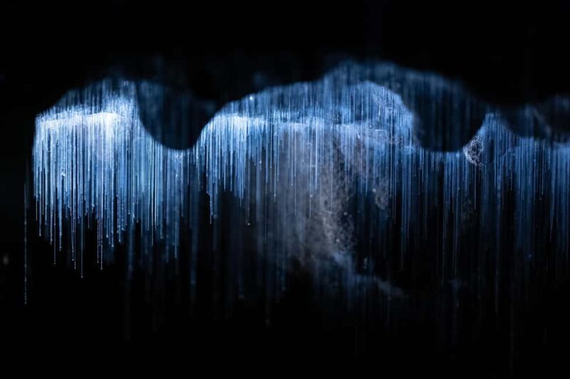 AKL: WAITOMO Glowworm, KIWI Bird, LUNCH & Hamilton Gardens - FAQ