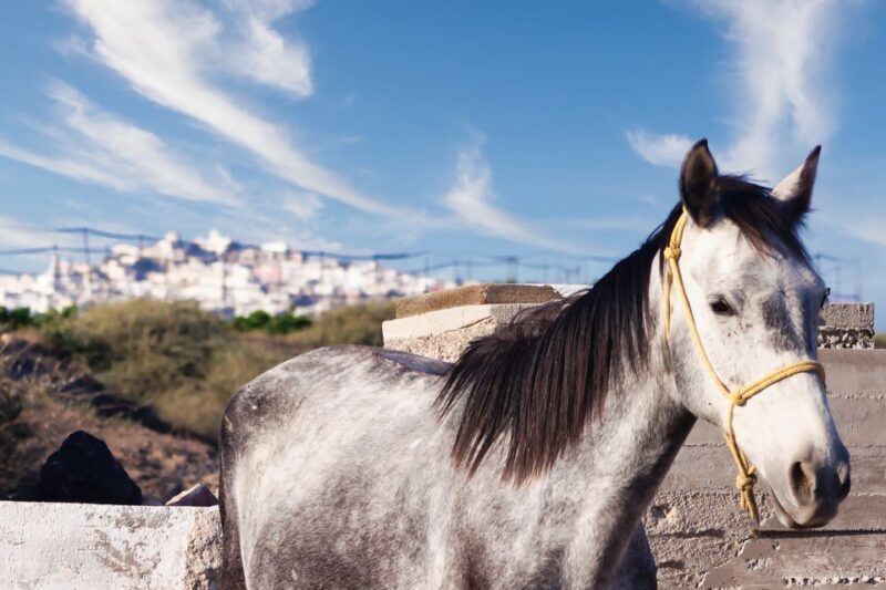 Akrotiri: Guided Horseback Riding Day Trip to a Beach - What to Expect from Your Horseback Ride in Santorini