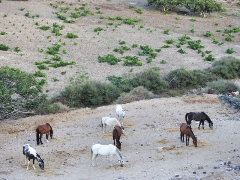 Akrotiri: Guided Horseback Riding Day Trip to a Beach - Price and Value