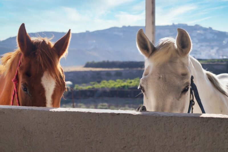 Akrotiri: Guided Horseback Riding Day Trip to a Beach - Who Should Consider This Tour?