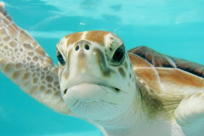 Akumal Adventure with Swimming with Turtles, Cenotes, Mexican Lunch. - Key Points