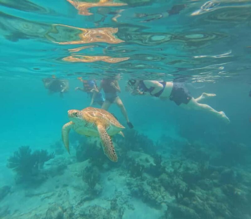 Akumal Beach: Ecologic Turtle Snorkeling Tour & Gopro Photos - An Authentic and Thoughtfully Organized Snorkeling Experience