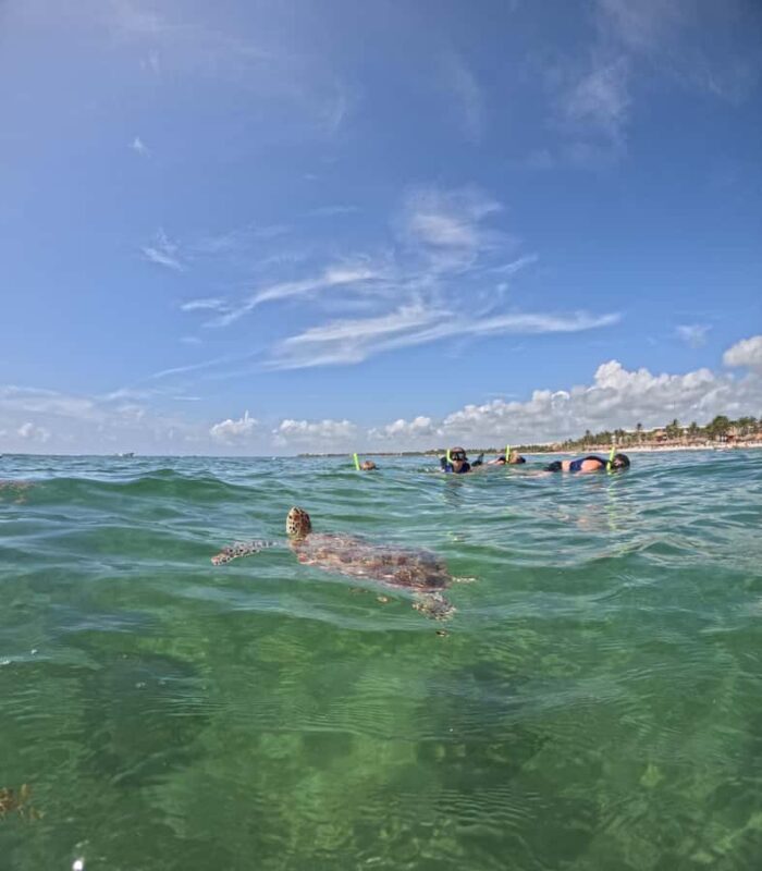 Akumal Beach: Ecologic Turtle Snorkeling Tour & Gopro Photos - Potential Considerations