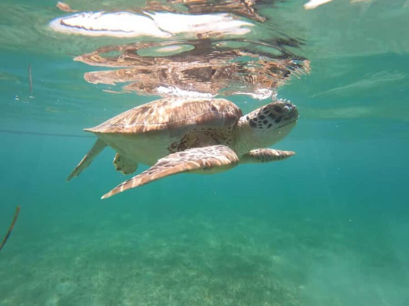 Akumal Beach: Ecologic Turtle Snorkeling Tour & Gopro Photos - Why This Tour Is a Great Choice