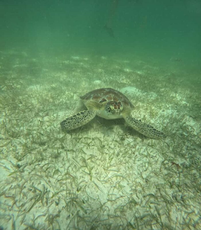 Akumal Beach: Ecologic Turtle Snorkeling Tour & Gopro Photos - Who Should Consider This Tour?
