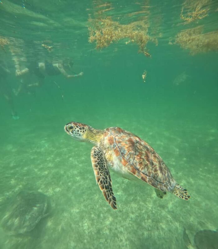 Akumal Beach: Ecologic Turtle Snorkeling Tour & Gopro Photos - The Sum Up