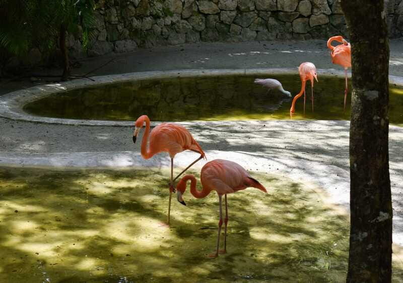 Akumal: Monkey Sanctuary, ATV, Cenote, & Yalku Snorkel Tour - FAQ