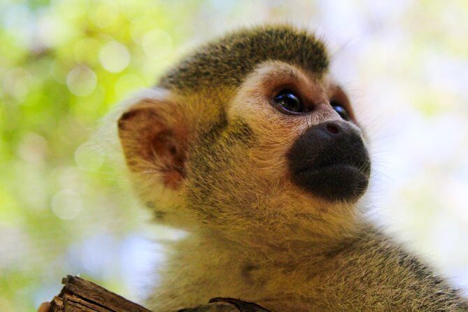 Akumal Monkey Sanctuary - A Dive into the Experience: What to Expect at the Akumal Monkey Sanctuary