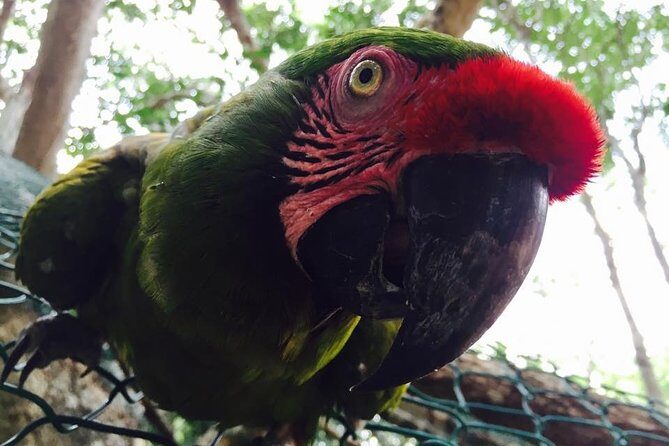 Akumal Monkey Sanctuary - The Sum Up: Is this Tour Worth It?