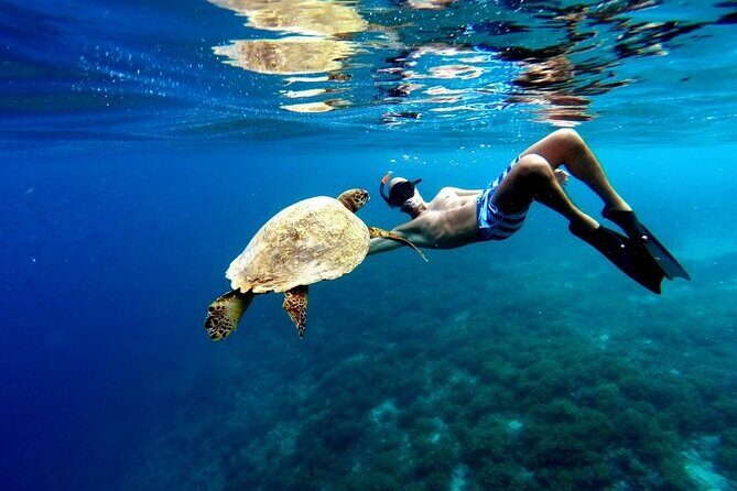 Akumal paradise tour Swimming with Turtles & ancient Tulum Ruins. Lunch included - Considerations Before Booking