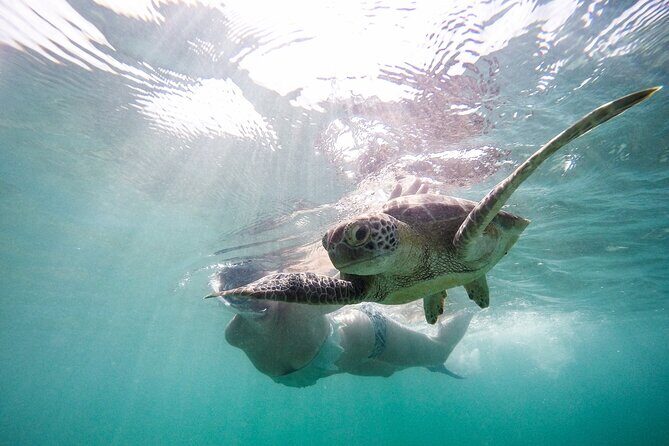Akumal paradise tour Swimming with Turtles & ancient Tulum Ruins. Lunch included - Transportation and Group Size