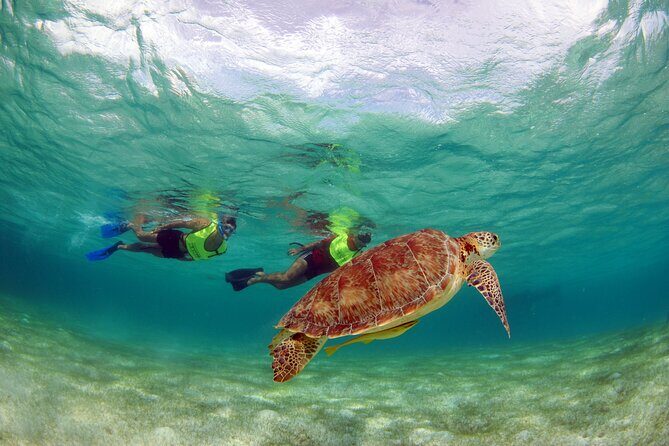 Akumal paradise tour Swimming with Turtles & ancient Tulum Ruins. Lunch included - Authentic Experiences and Recommendations
