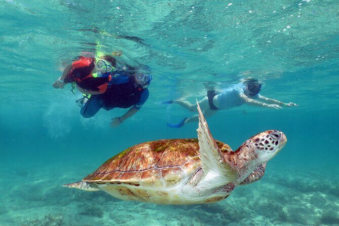 Akumal paradise tour Swimming with Turtles & ancient Tulum Ruins. Lunch included - The Sum Up