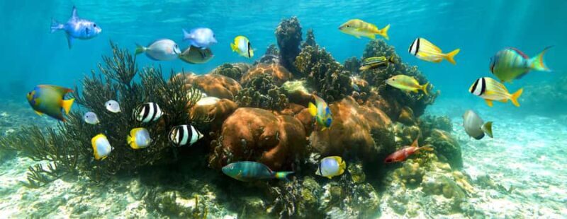 Akumal Reef & Turtle Swim - Key Points