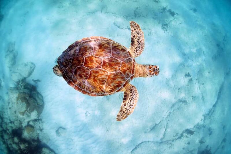 Akumal Reef & Turtle Swim - What to Expect from the Experience